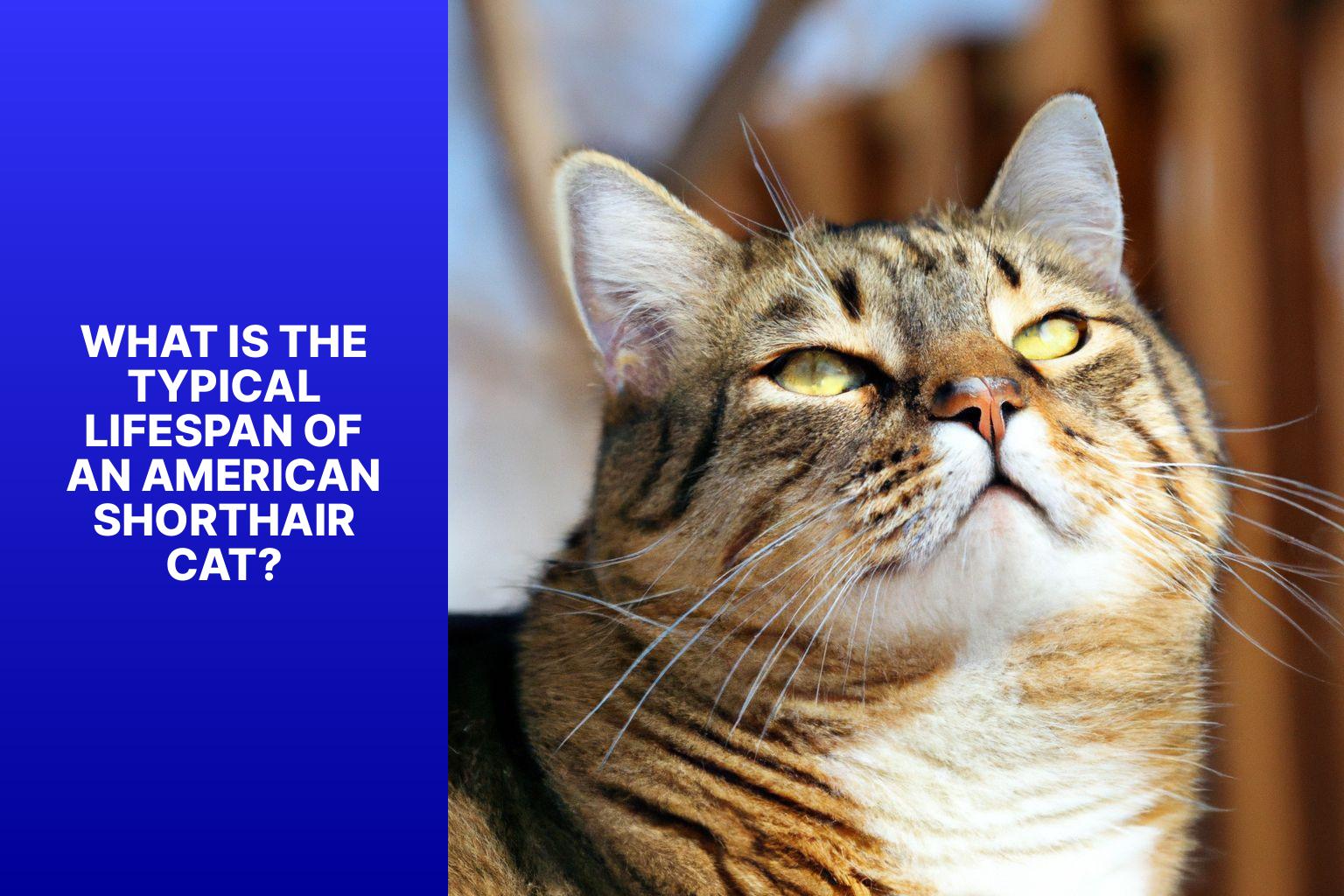 American Shorthair Cat Lifespan Discover How Long They Live