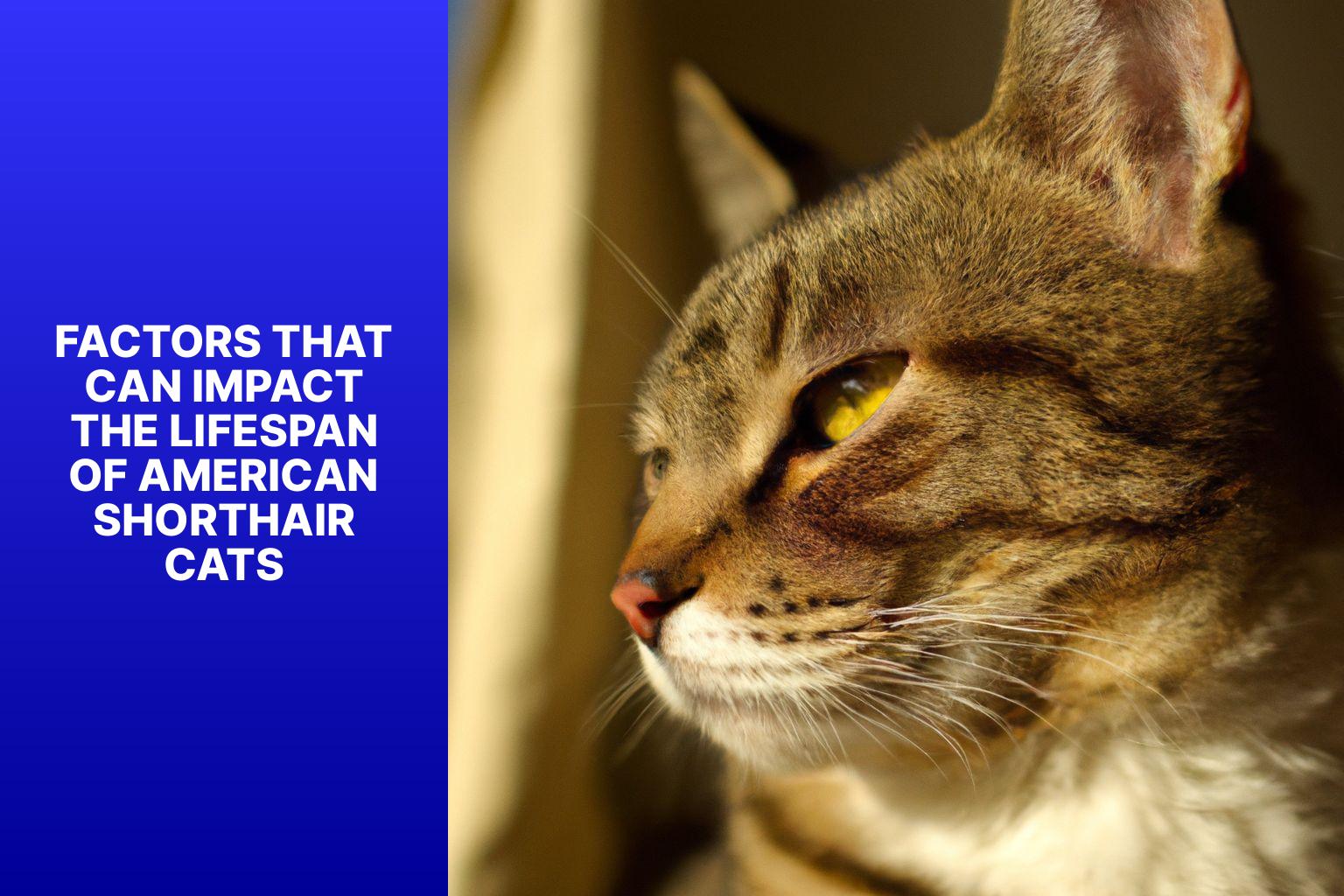 American Shorthair Cat Lifespan Discover How Long They Live